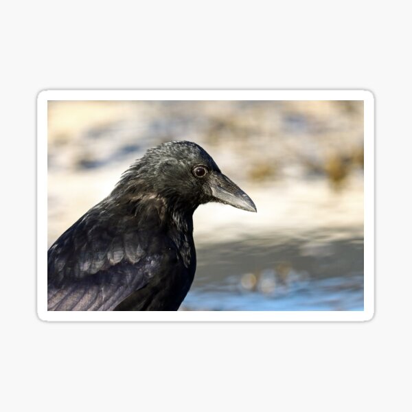 "Carrion crow" Sticker by GreyFeatherPhot | Redbubble