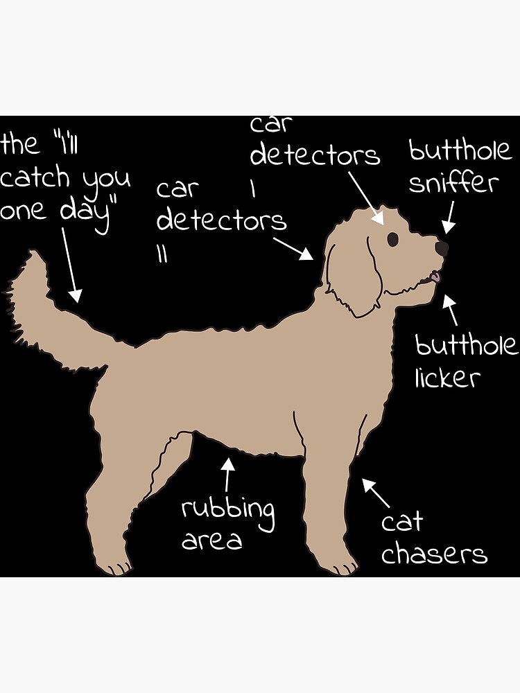 "Goldendoodle Dog Anatomy" Poster by petprints | Redbubble