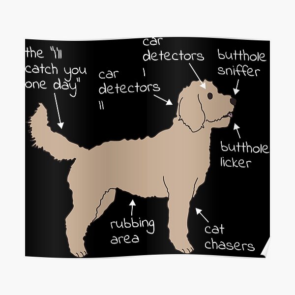 "Goldendoodle Dog Anatomy" Poster by petprints | Redbubble