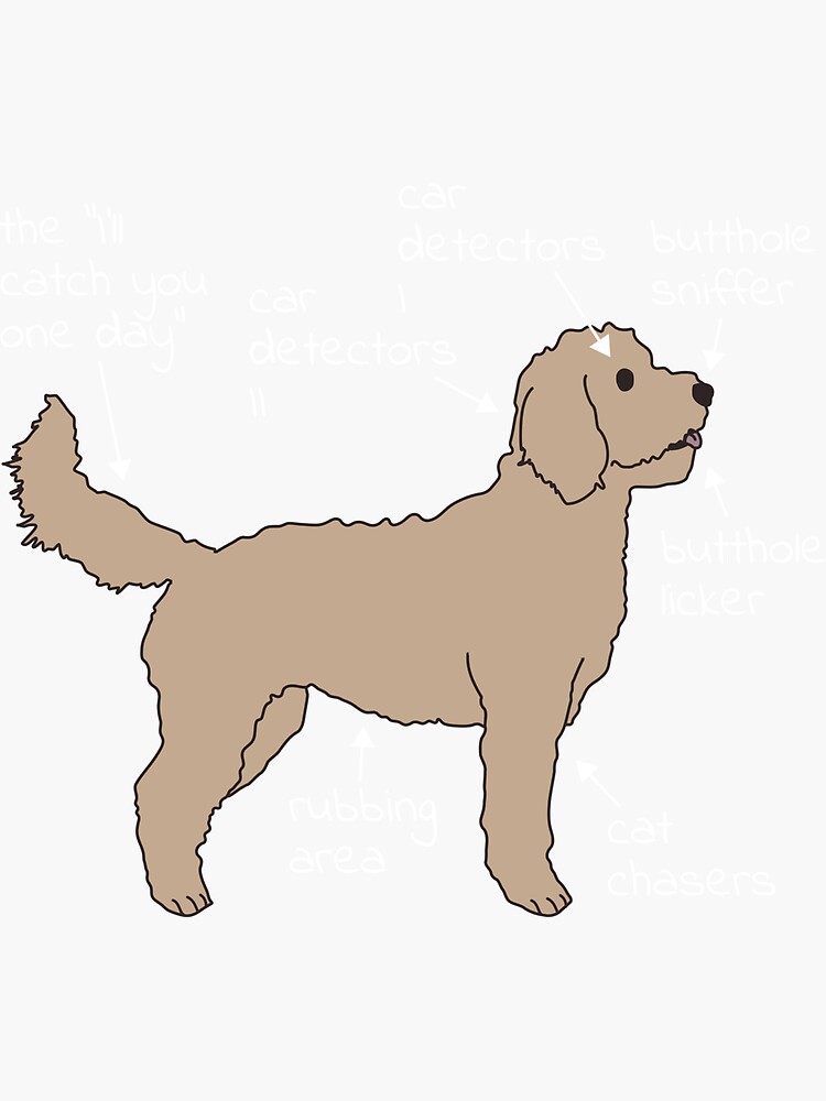 "Goldendoodle Dog Anatomy" Sticker by petprints | Redbubble