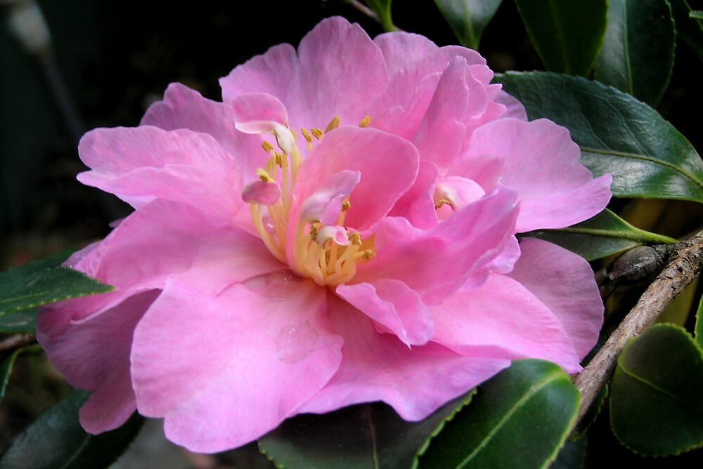 "Carmelia" by Christopher Biggs | Redbubble