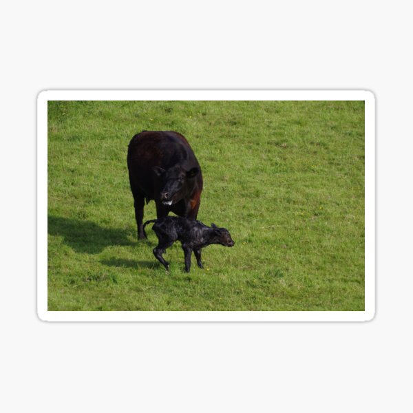 "Cow with Calf" Sticker for Sale by CORNISHPHOTOS | Redbubble