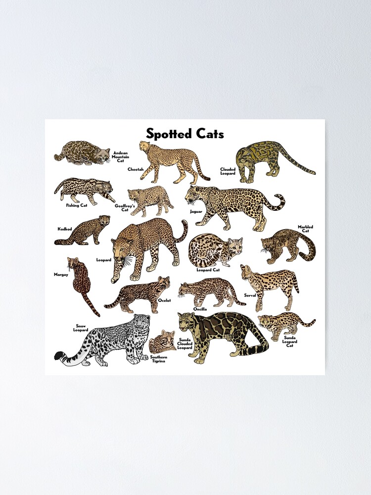 "Spotted Cats" Poster for Sale by GraceT26 | Redbubble