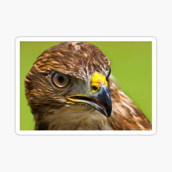 "Common Buzzard" Sticker by GeoffCarpenter | Redbubble