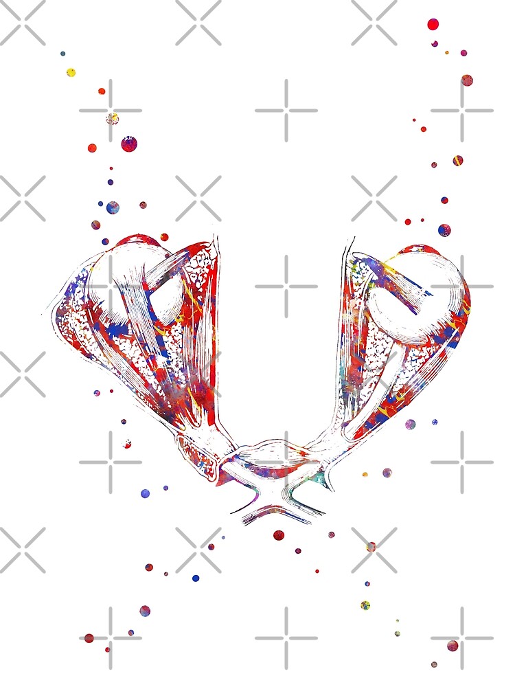 Póster «El quiasma óptico, nervio óptico, impresión de optometría ...