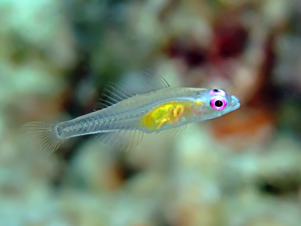 "Pink eye goby" by lilithlita | Redbubble