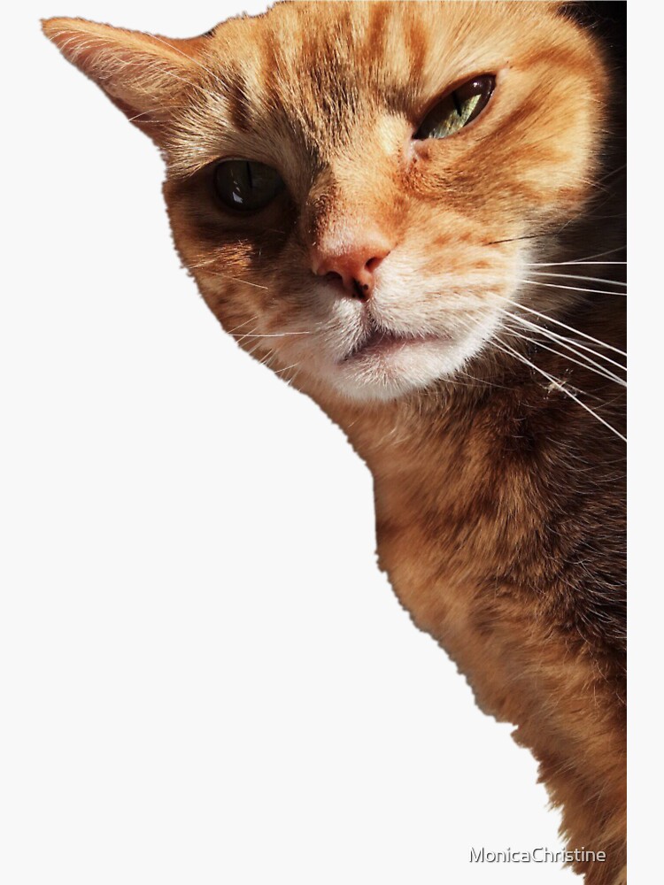 "Ginger Cat" Sticker for Sale by MonicaChristine | Redbubble