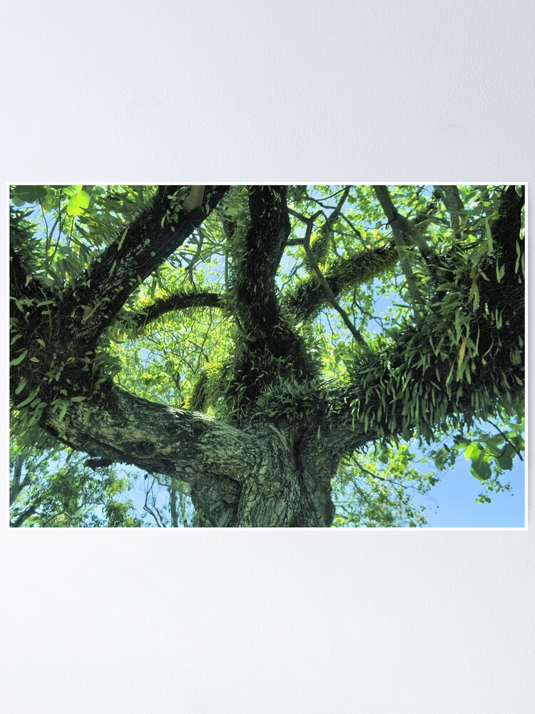 "Tree Fern" Poster for Sale by sagram45 | Redbubble