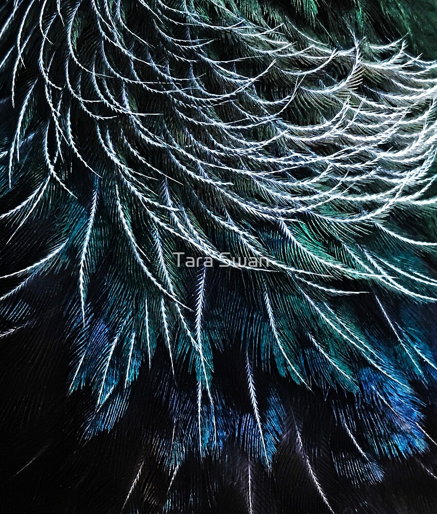 "Tui Feathers" by Tara Swan | Redbubble