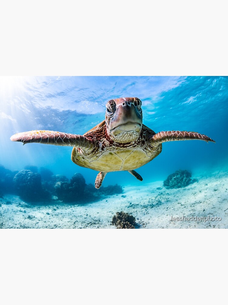"Green Sea Turtle" Poster by Jesshaddenphoto | Redbubble