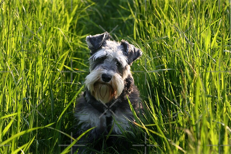 "Flo in the Grass" by Geoff Carpenter | Redbubble