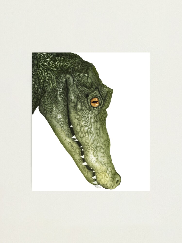 See You Later Alligator Photographic Print For Sale By