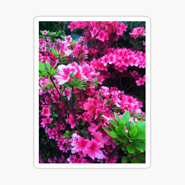 "Pink Flower Explosion" Sticker for Sale by ArtyDragons | Redbubble