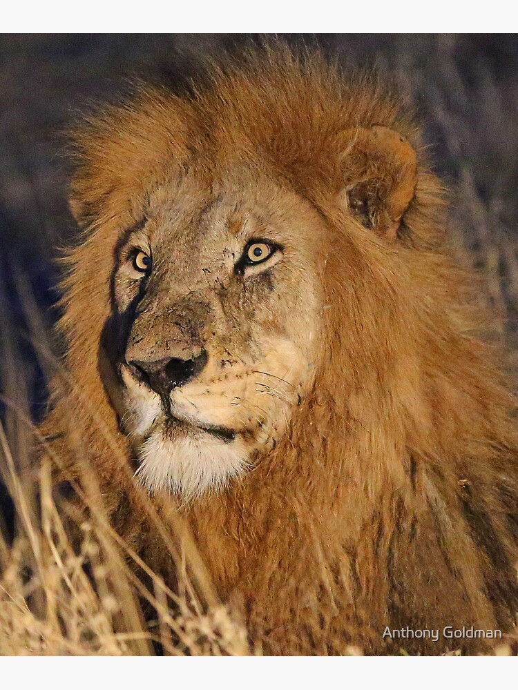 "A Wild Apex Predator" Sticker for Sale by jozi1 | Redbubble