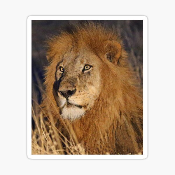 "A Wild Apex Predator" Sticker for Sale by jozi1 | Redbubble