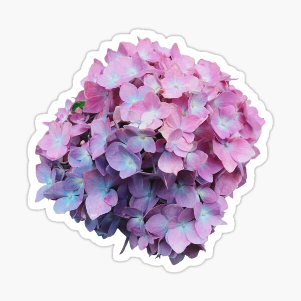 "Hydrangeas " Sticker by emilytaylxr | Redbubble