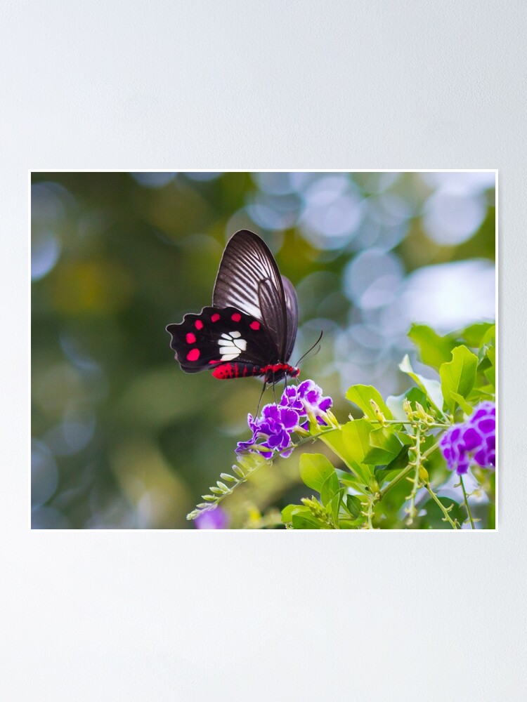 "Red-bodied Swallowtail Butterfly - Pachliopta polydorus" Poster by ...
