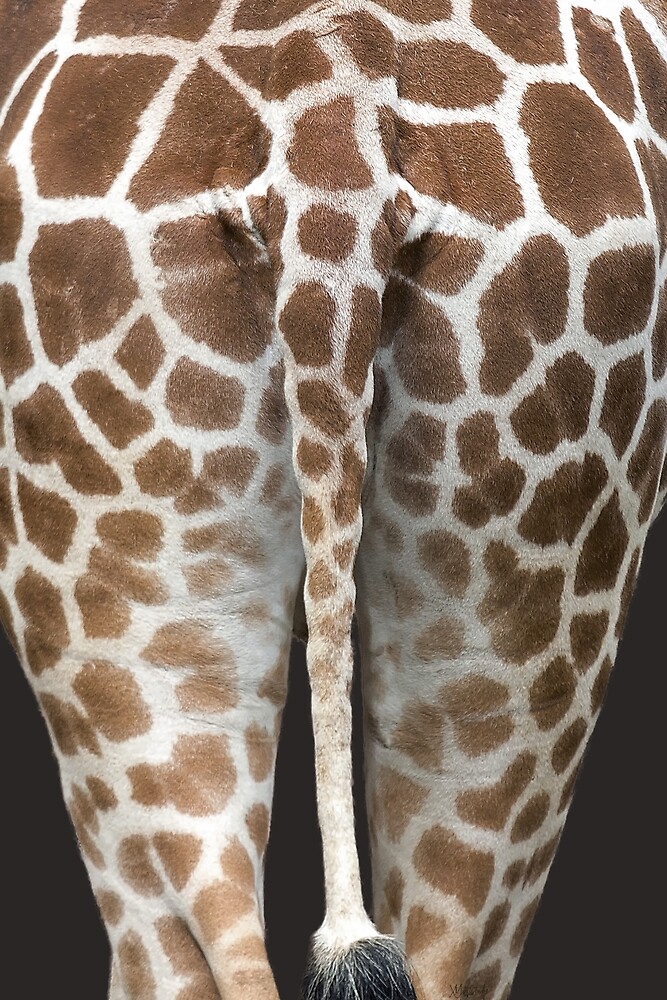 "Giraffe tail art, giraffe ass, animal hip, giraffe back, safari ...