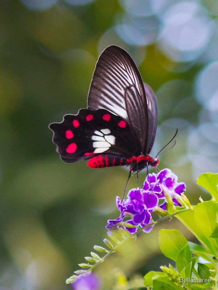 "Red-bodied Swallowtail Butterfly - Pachliopta polydorus" A-Line Dress ...
