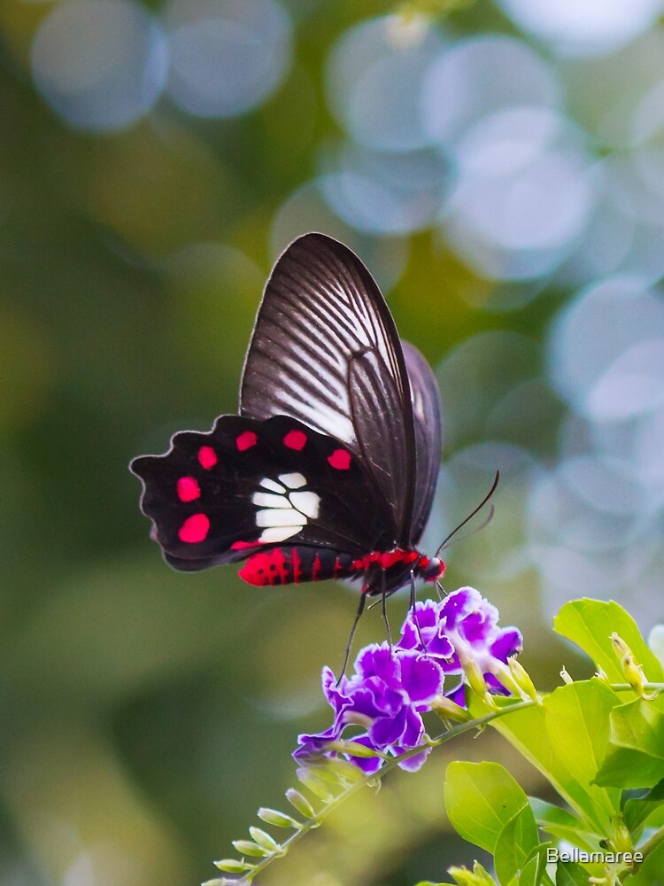 "Red-bodied Swallowtail Butterfly - Pachliopta polydorus" T-shirt for ...