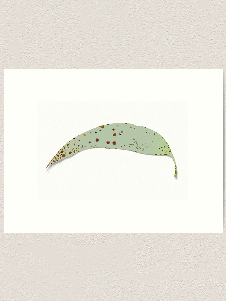 "Australian Gumleaf - Small " Art Print by lynchmob | Redbubble