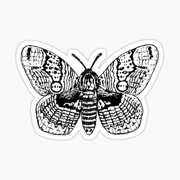 "Brahmin moth drawing" Sticker for Sale by katerinamk | Redbubble