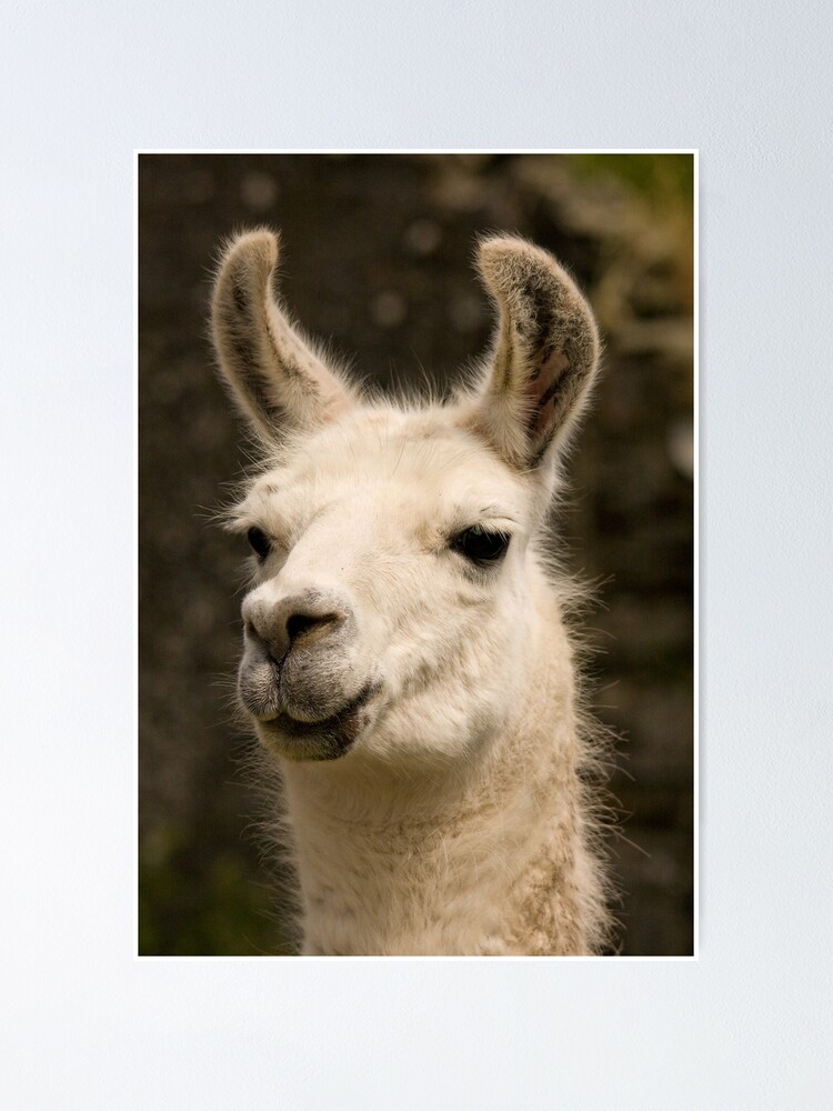 "Llama " Poster by jon77lees | Redbubble