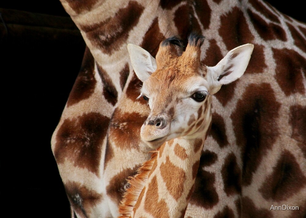 "New Baby Boy Giraffe" by AnnDixon | Redbubble