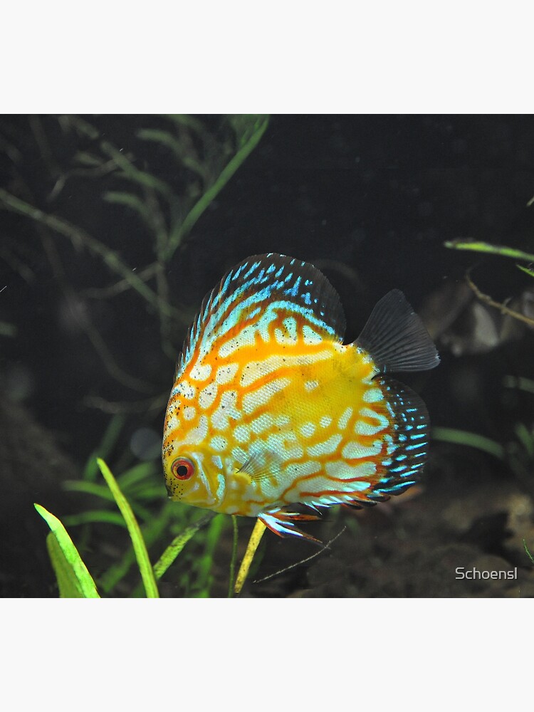 "yellow and red Discus fish Symphysodon" Poster for Sale by Schoensl ...