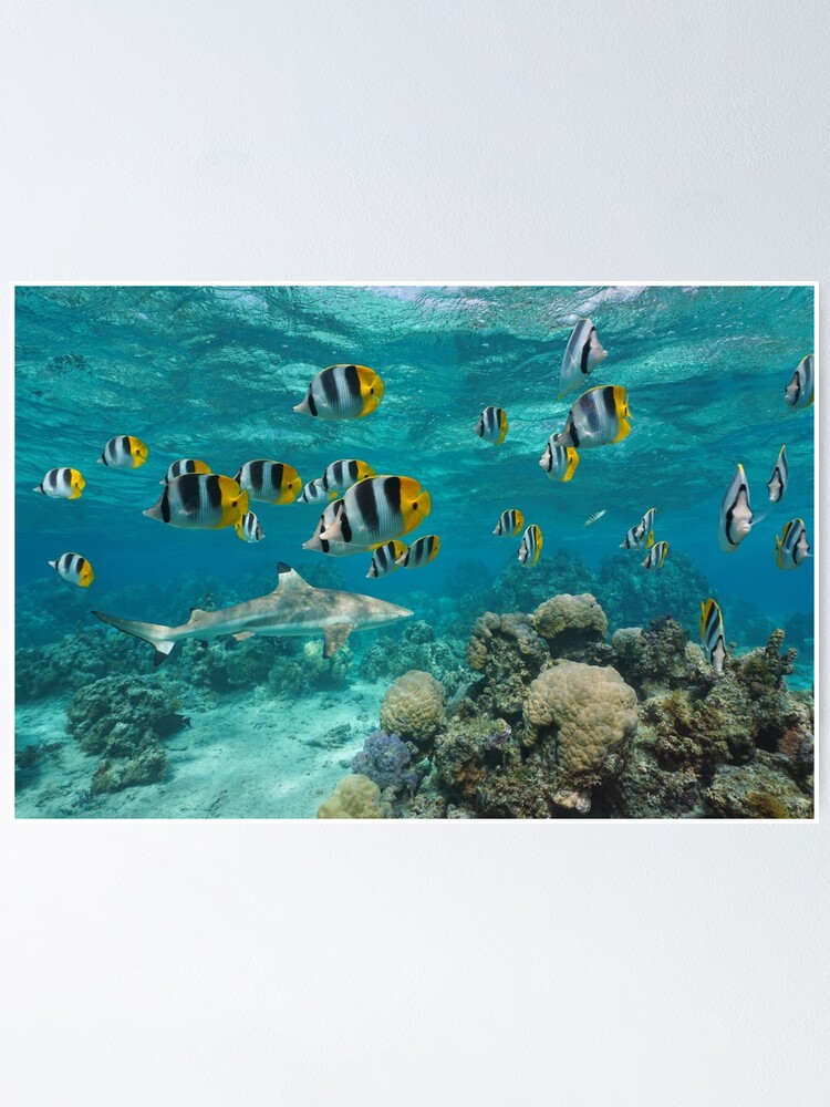 "Tropical fish with a shark and coral underwater" Poster for Sale by ...