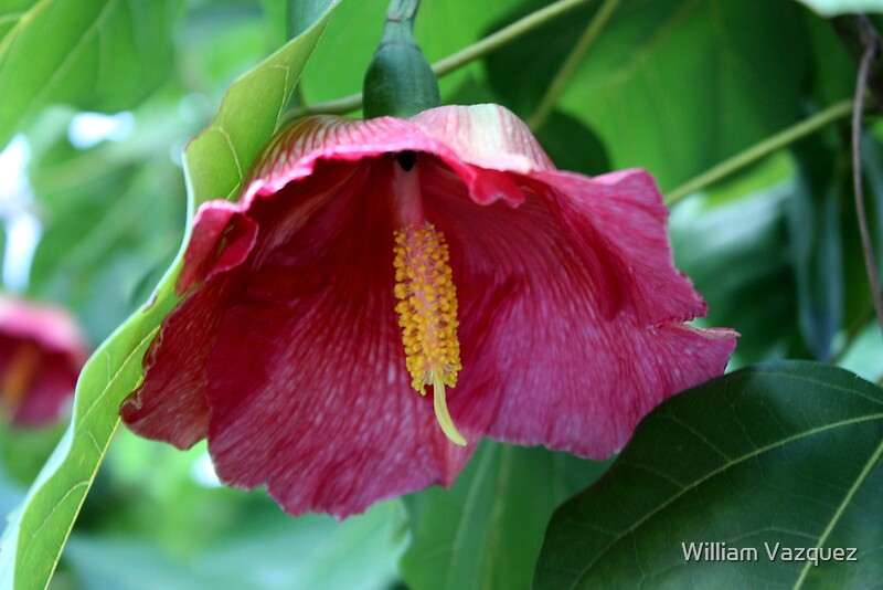 "MAGA FLOWER" by William Vazquez | Redbubble