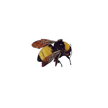 "Tyler The Creator Bee" Sticker for Sale by Harley-Smok | Redbubble