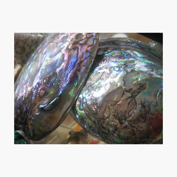 Paua Shell Wall Art | Redbubble