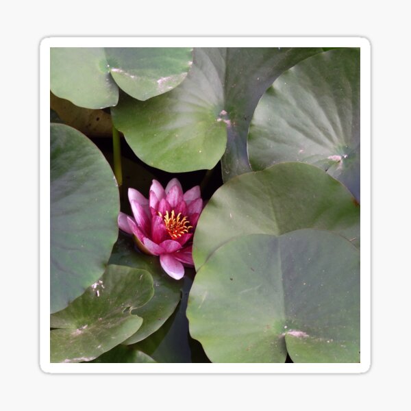 "Pink Water Lilly" Sticker for Sale by Manitarka | Redbubble