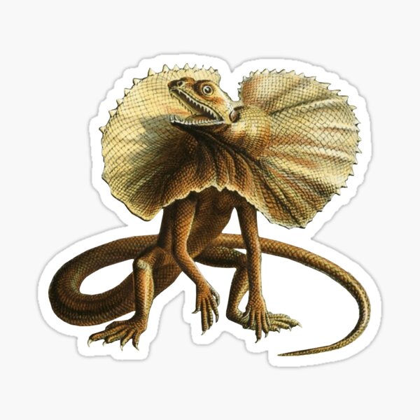"Frilled Neck Lizard Reptile Lover Australia Lizard Pet Lizard Gift ...