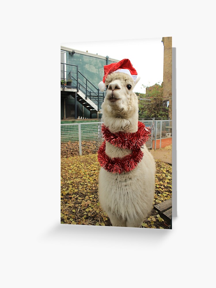 "Vauxhall City Farm - Alpaca, Christmas (Jerry)" Greeting Card for Sale ...