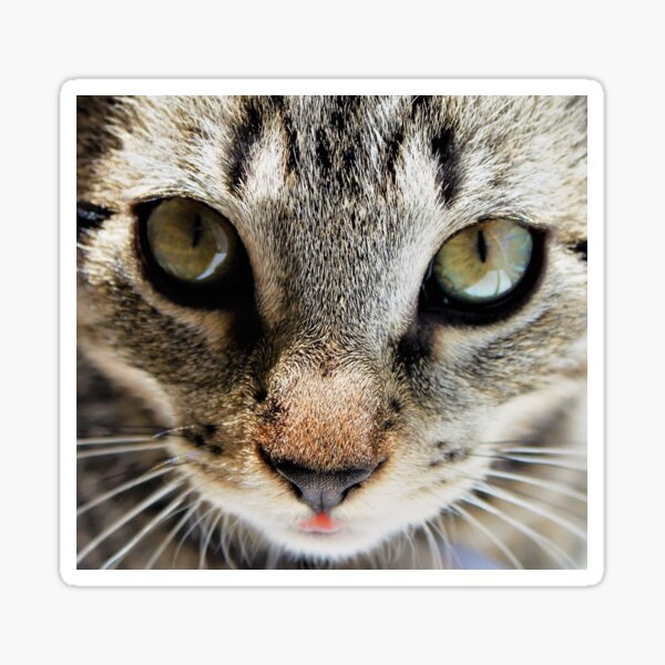"Kitten staring " Sticker for Sale by Royalteablue | Redbubble
