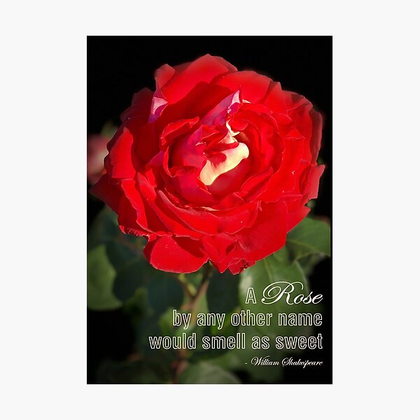 A Rose By Any Other Name Would Smell As Sweet Photographic Prints ...
