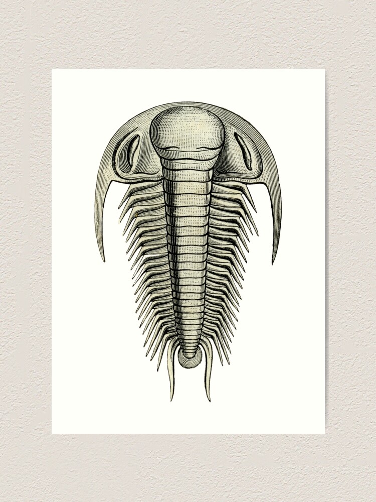 Digital Digital Download Dinosaur & trilobite fossil print Art ...