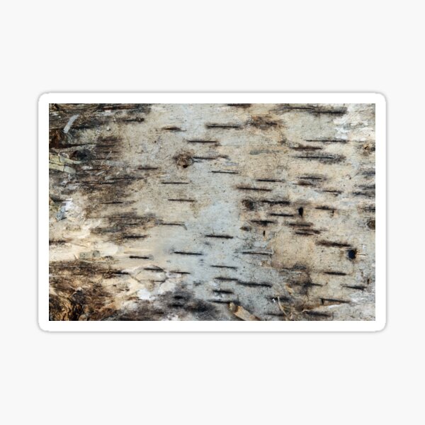"Birch bark" Sticker for Sale by siloto | Redbubble