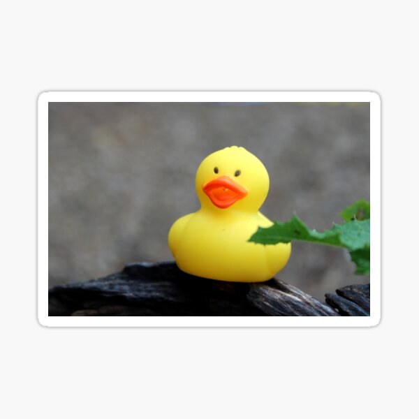 "Rubber Ducky" Sticker by Susiesphotos | Redbubble