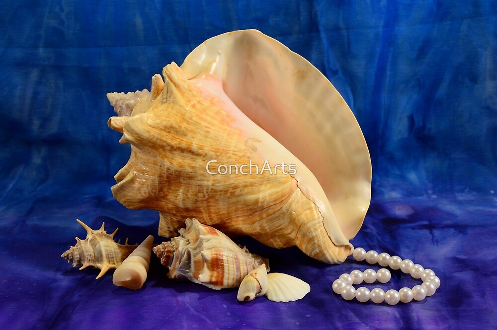 "Conch shell art" by ConchArts | Redbubble