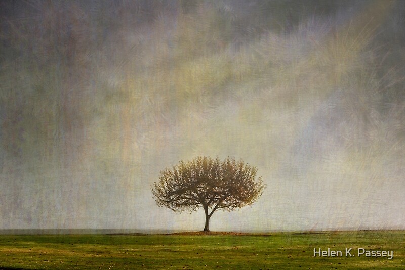 "Lone Cherry Tree" by Helen K. Passey | Redbubble