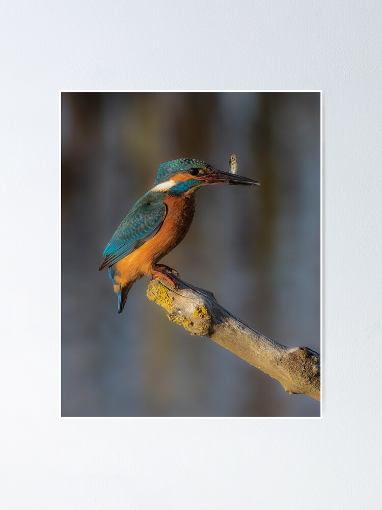 "kingfisher - fish supper" Poster by lyttonimages | Redbubble