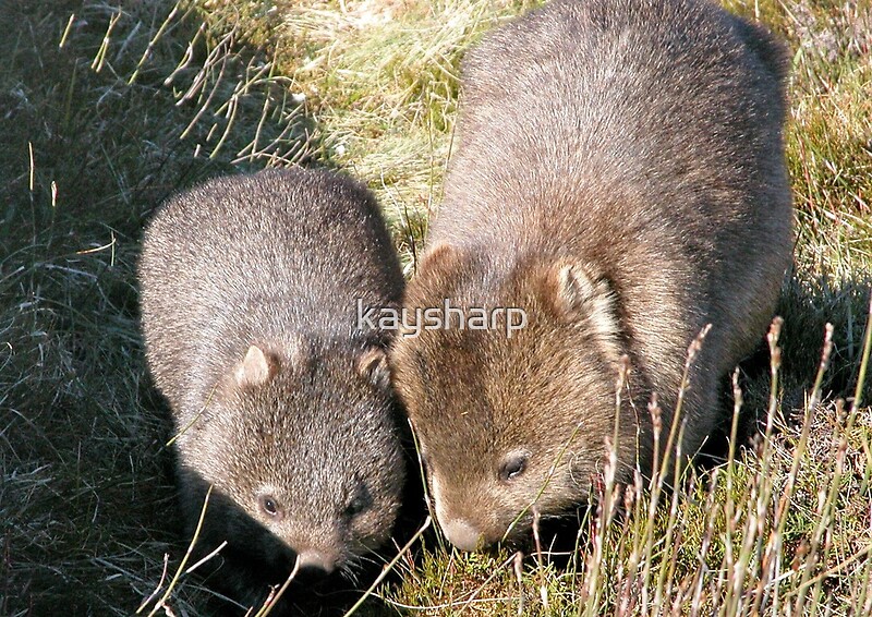 "Wombat Mother and Child, Cradle Mountain, Tasmania, Australia." by ...
