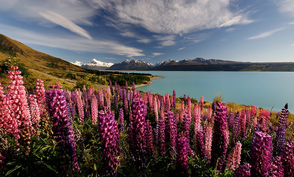 "Pukaki Postcard" by Robert Mullner | Redbubble