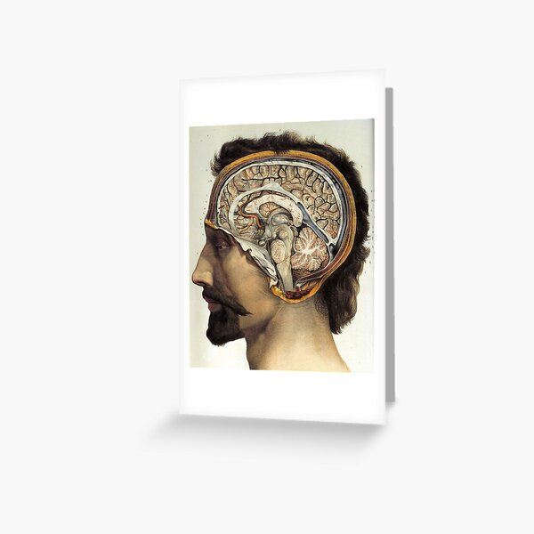 "Look Inside My Brain Anatomical Brain" Greeting Card for Sale by Zehda ...