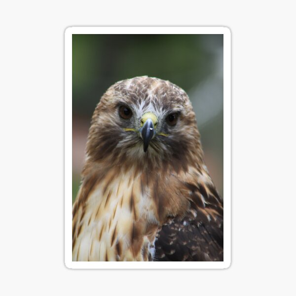 "Red-tailed Hawk" Sticker for Sale by alycetaylor | Redbubble