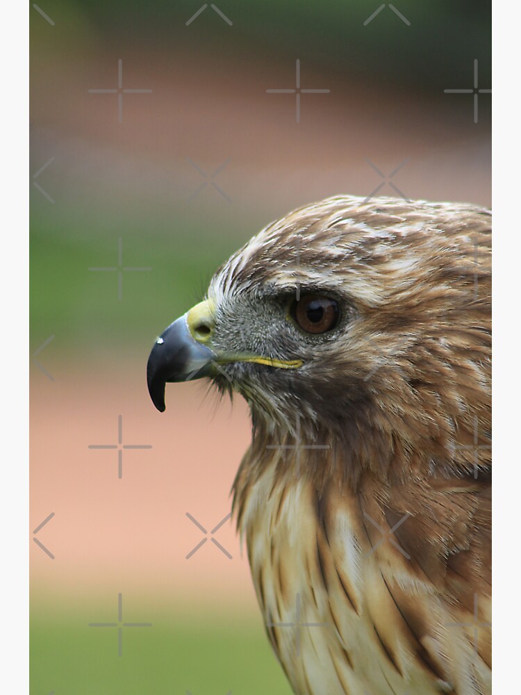 "Red-Tailed Hawk" Sticker for Sale by Alyce Taylor | Redbubble
