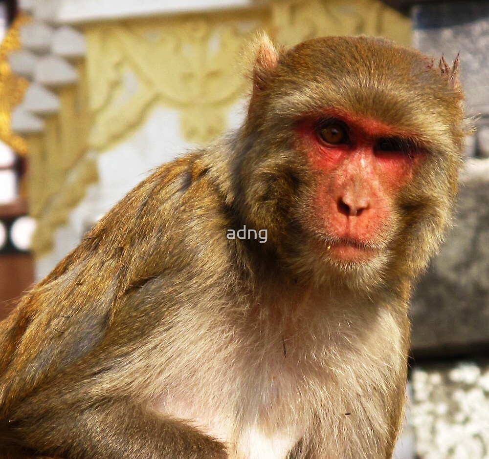 "Mean-looking monkey staring" by adng | Redbubble